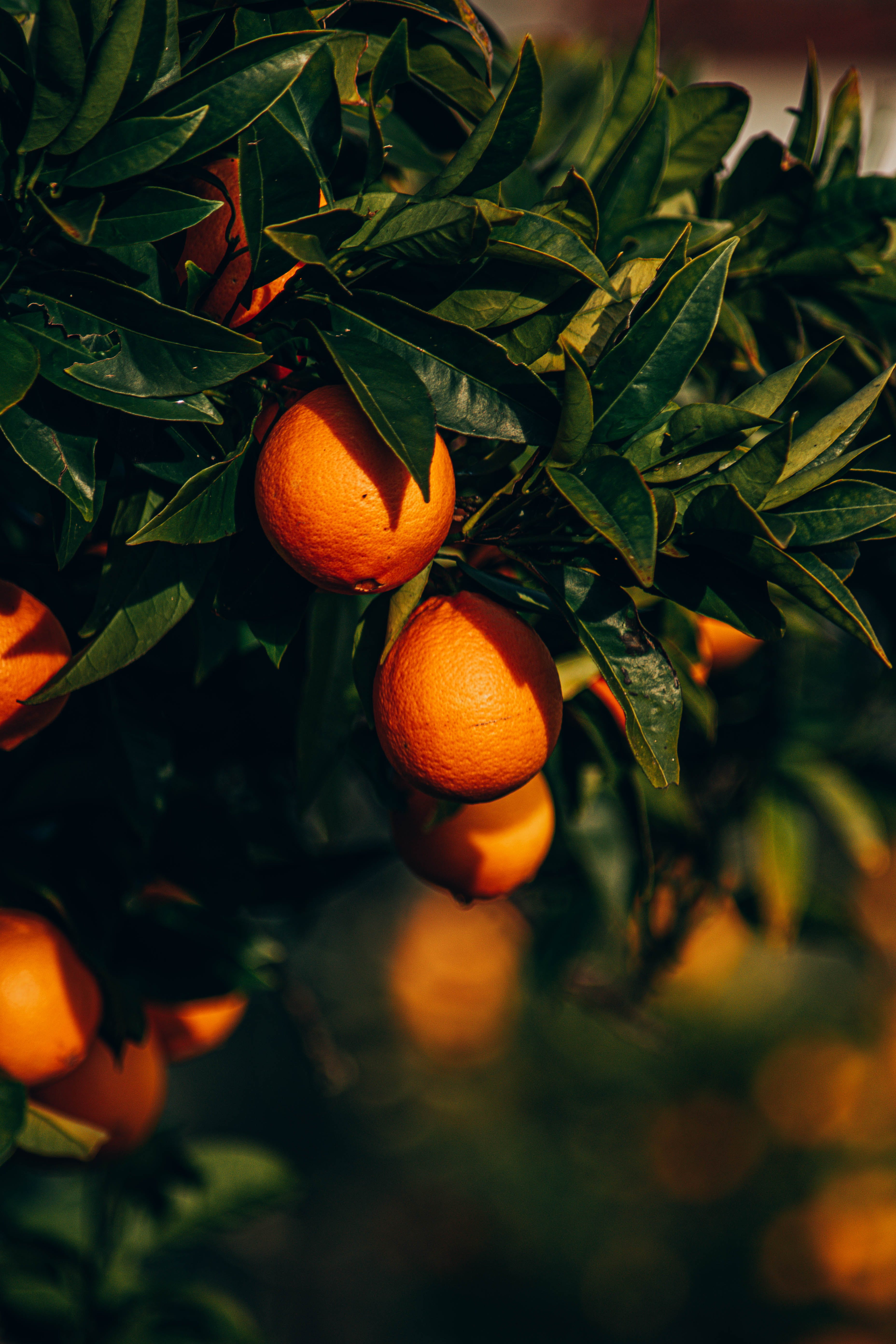 Dwarf Mandarin ‘Emperor’ | Trewallyn Nursery