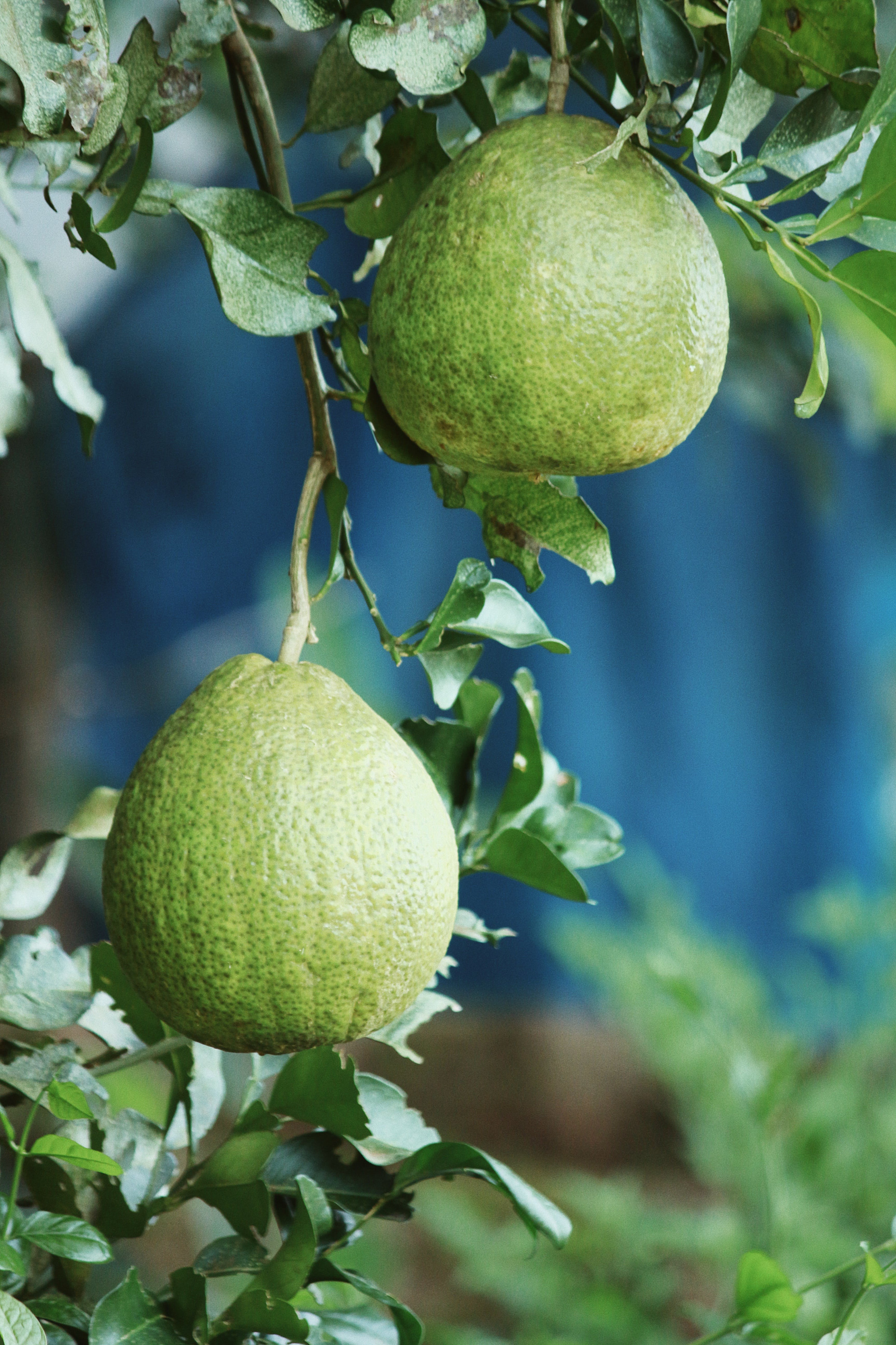 Pomelo ‘Thai Gold’ | Trewallyn Nursery